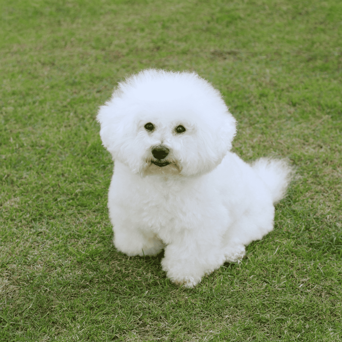 Bichon Frise - Dogfix.com