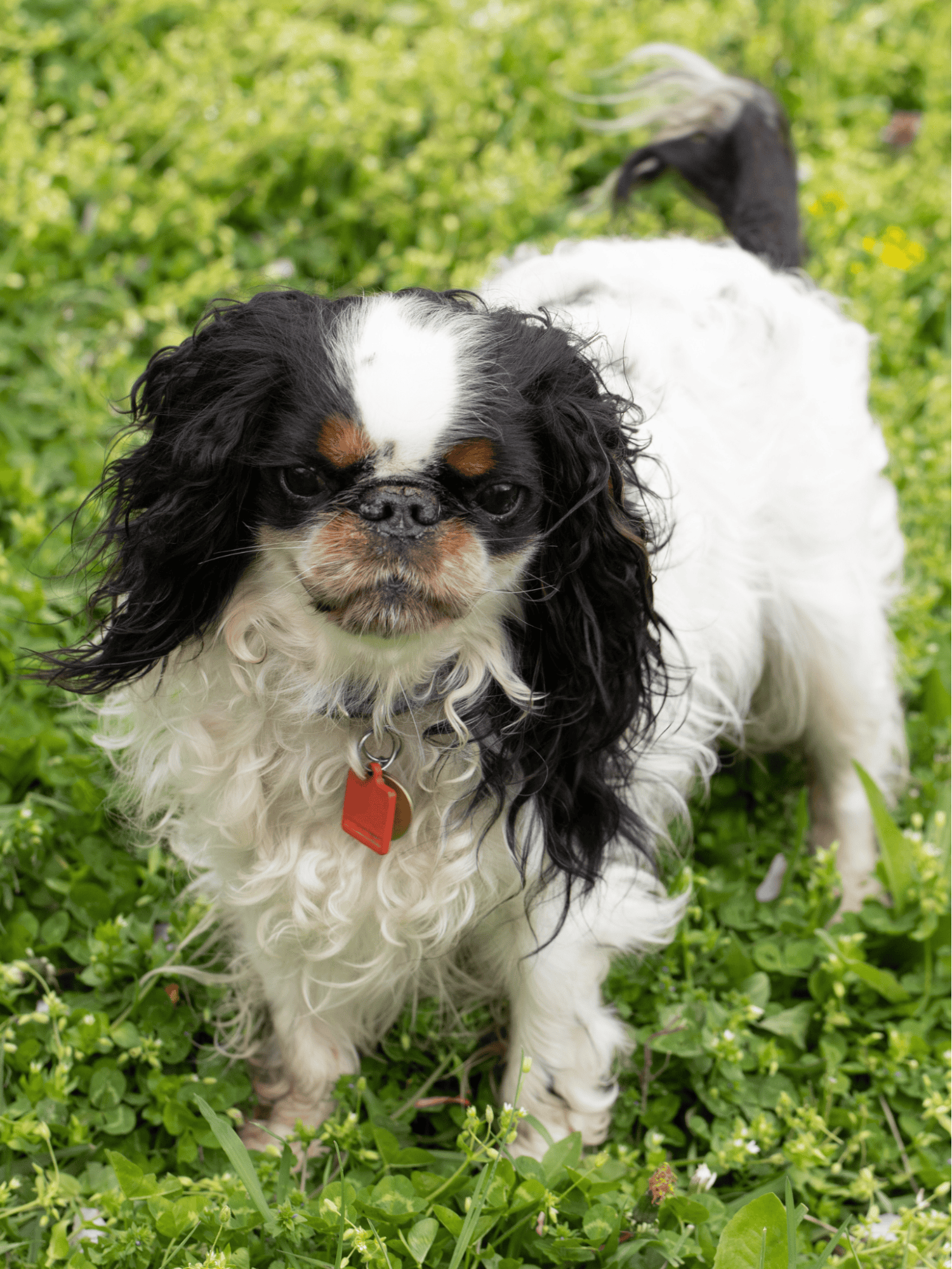 English Toy Spaniel - Dogfix.com